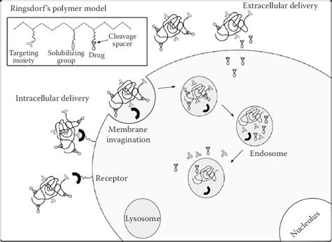1 Endocytic Pathway For The Cellular Uptake Of Ideal Macromolecules