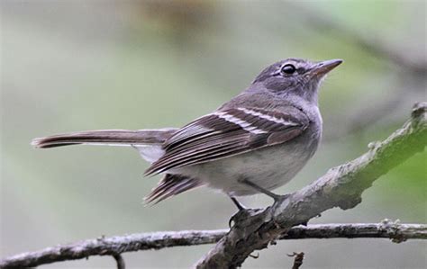 Gray Breasted Flycatcher Lathrotriccus Griseipectus Peru Aves
