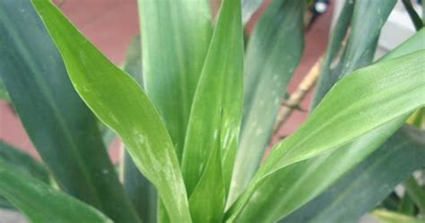 Khasiat Daun Suji Materi Makan Buah Dan Sayur