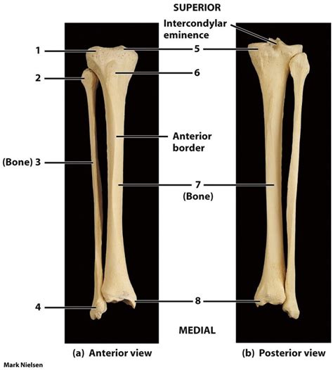 Tibia And Fibula Diagram Quizlet