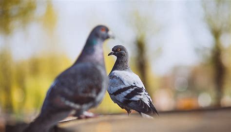 [에피소드] 비둘기 방안으로 날아들다