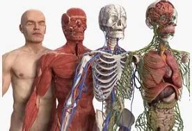 The Noted Anatomist Discover A Simplified Approach To Master The