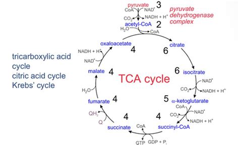 Tca Cycle Flashcards Quizlet