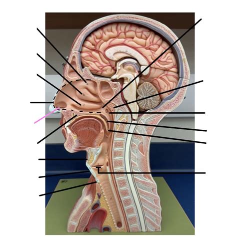 Respiratory System Head Model Diagram Quizlet