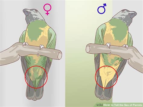 How To Tell The Sex Of Parrots Steps With Pictures WikiHow