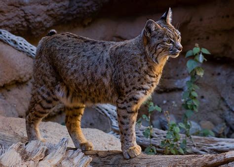 Arizona Bobcat Size At Michael Berryhill Blog
