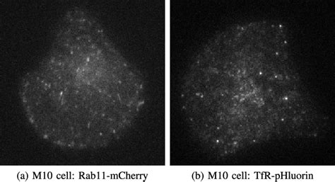 Figure 1 From Adaptive Spot Detection With Optimal Scale Selection In Fluorescence Microscopy