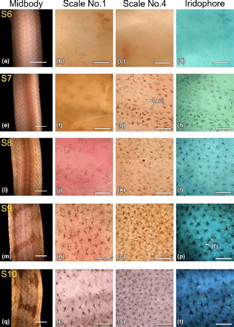 Fig Ure 5 Elaphe Quadrivirgata Stripe Pattern Formation In Embryos Download Scientific Diagram