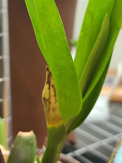 New Oncidium Growth Browning Orchids
