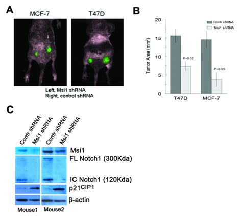 Msi1 Knockdown Reduces Breast Tumor Xenograft Growth A Fluorescent