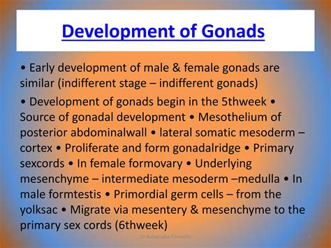 Reproductive System Embryologypptx Reproductive Health Diseases And Conditions Reproductive System Embryologypptx Reproductive Health Diseases And Conditions