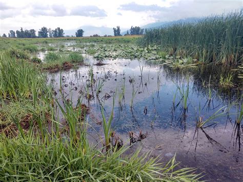 Videos And Publications Showing Wetland Restoration Projects