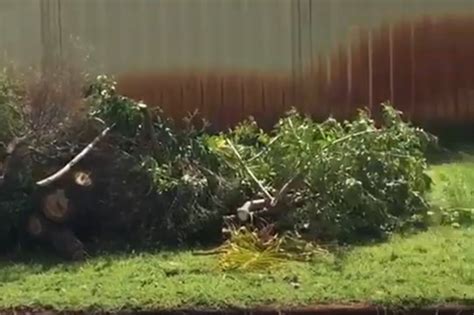 Green Waste Collection Removal Perth Tidy Up