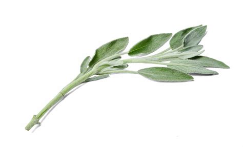 흰색 고립 된 배경에 향기로운 현자의 Sprig 대각선으로 측면도 0명에 대한 스톡 사진 및 기타 이미지 0명 건강한 생활