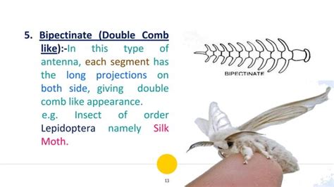 Insect Antennae Structure Functions And Their Modifications
