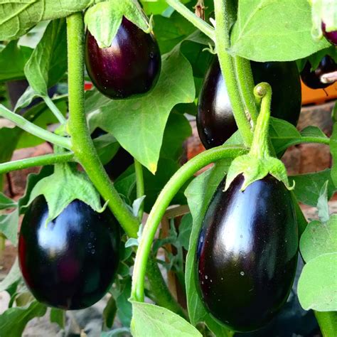 Buy The Best Quality Brinjal Black Beauty Seeds Online Organic Bazar