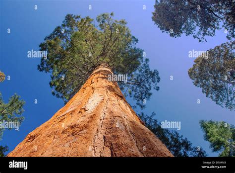 Oldest Sequoia Tree