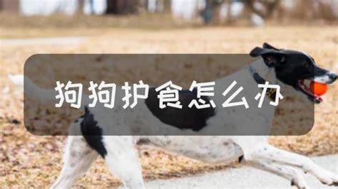 狗狗走丢了怎么办 百度经验