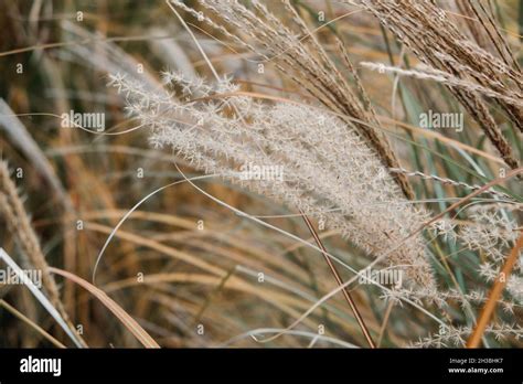 Decorative Grass Miscanthus Plants Dried Panicle Grass Texture
