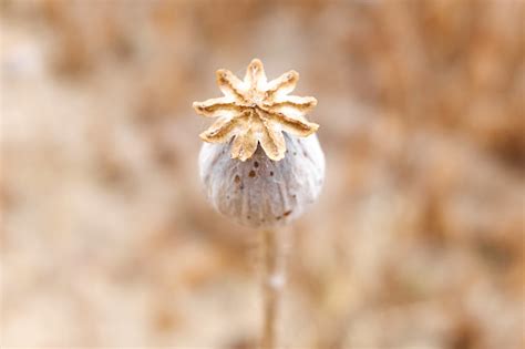 로얄 아편 양귀비의 잘 익은 과일의 세부 사항 파파버 Somniferum 누구의 씨앗은 모르핀을 추출하는 데 사용됩니다 0명에 대한 스톡 사진 및 기타 이미지 Istock