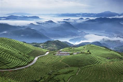 非遗里的闽人智慧 古法天成的福鼎白茶 文化旅游 泉州台商投资区