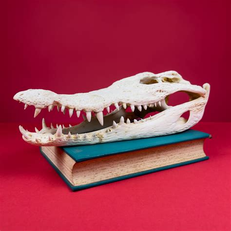 Crocodylus Siamensis Skull ~ 40 Cm Latiaxis