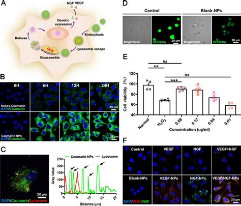 H2o2 Scavenging And Gene Transfection Of Nps In Huvecs A Schematic