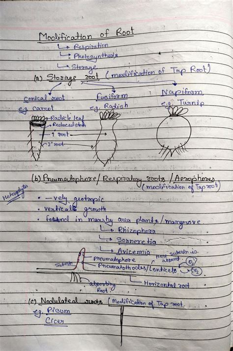 Solution Morphology Of Flowering Plants Botany Class 11 Neet Notes