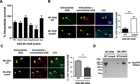The Group A Streptococcus Interleukin 8 Protease Spycep Prom Infectious Microbes And Diseases