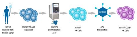 Maxcyte® Enables Multiplexed Nk Cell Engineering Maxcyte
