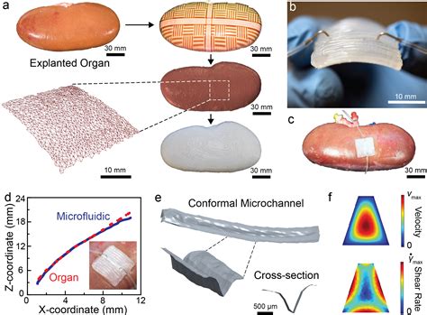 3d Printed Microfluidic Devices Could Increase The Number Of Viable