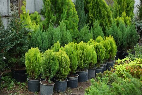 მცენარეა • Plantarea Tbilisi