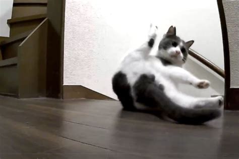貓咪玩遊戲！跑跳中做出「謎樣動作」 飼主愣：啥意思？ 寵毛星球 生活 Nownews今日新聞
