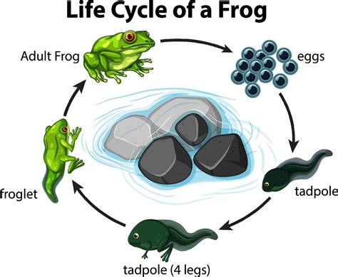 Frog Metamorphosis Labeled Unlabeled Frog Life Cycle Diagrams