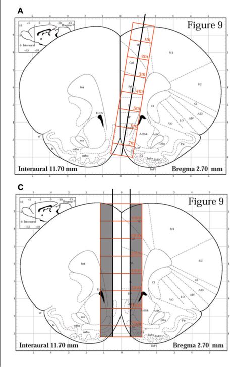 Figure 2 From Complex Neural Codes In Rat Prelimbic Cortex Are Stable Across Days On A Spatial