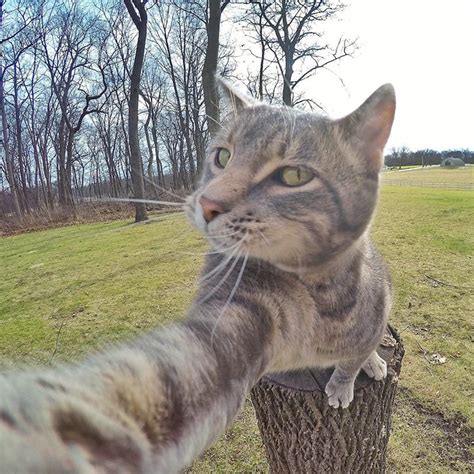 Cat Selfies The Next Copyright Battle Technollama