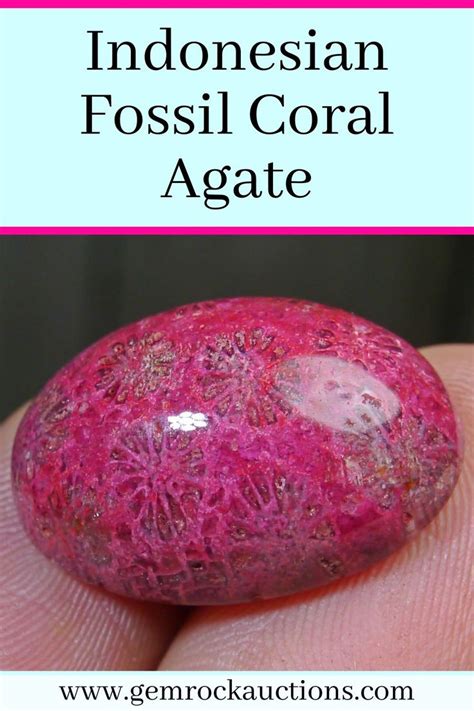 21 95 Ct Indonesian Fossil Coral Agate Fossil Coral Fossil Coral