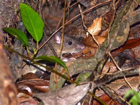 WILD THINGS TREE RATS THE BIG LIE