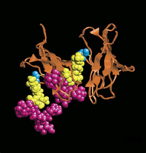 Symansis Resource Centre Glycosylation