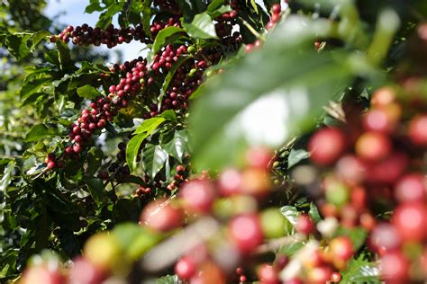 Carga De Café Colombiano Alcanzó El Precio Más Alto De La Historia