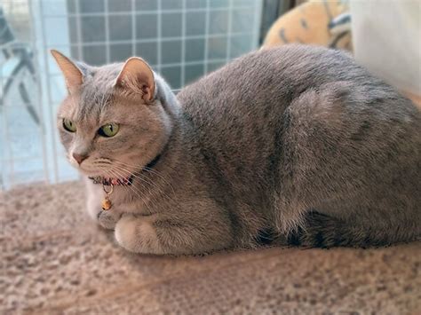 猫、ロンちゃんのペットシッター ペットサポートリリーフ／日本ペットシッターサービス東大和・所沢店（東大和市、所沢市）