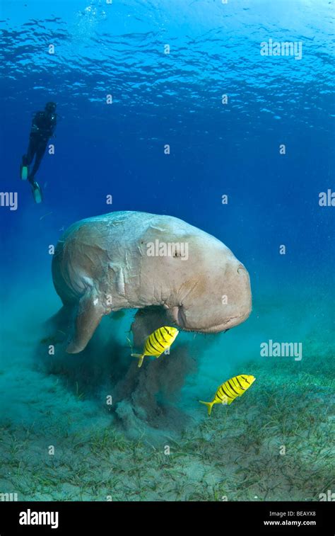 Dugong Or Sea Cow Dugong Dugon Abu Dabbab Marsa Alam Egypt Red Sea