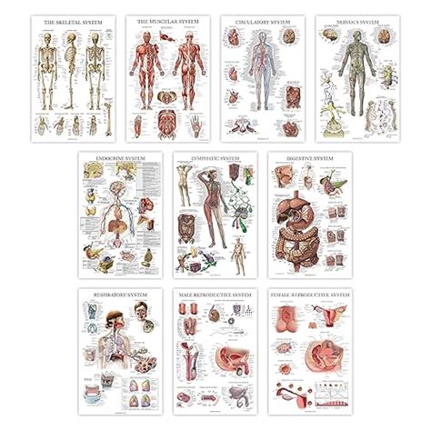 10 Pack Anatomy Posters Paper Not Laminated Muscular Skeletal
