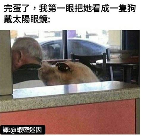 梗圖獎修正描述誤0o 完蛋了 Penana