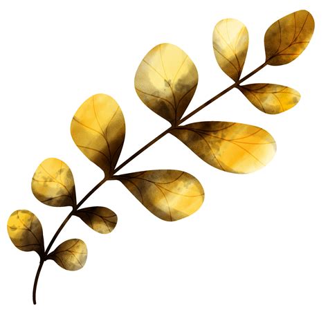 Tipos De Folha 42541329 Png