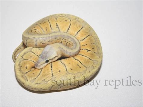 Morph List World Of Ball Pythons
