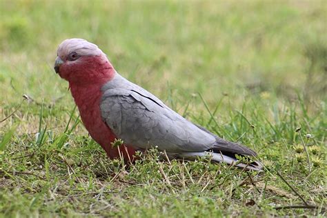 Rose Breasted Cockatoo