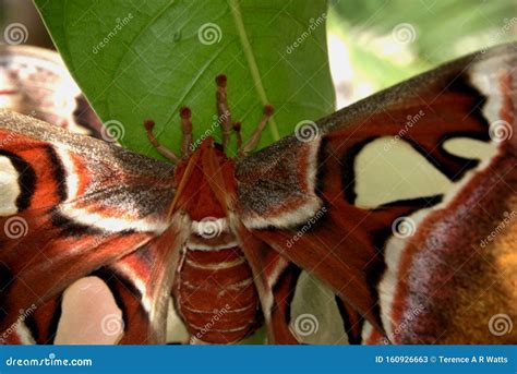 Moth Close Photo Of Moth Shows Distinctive Red Eyes And Hooked White Stripe Stock Image