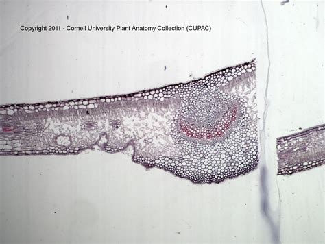 Anatomy Of Dicot Leaf Nerium Oleander