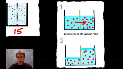 AP Biology Lab Diffusion And Osmosis Science